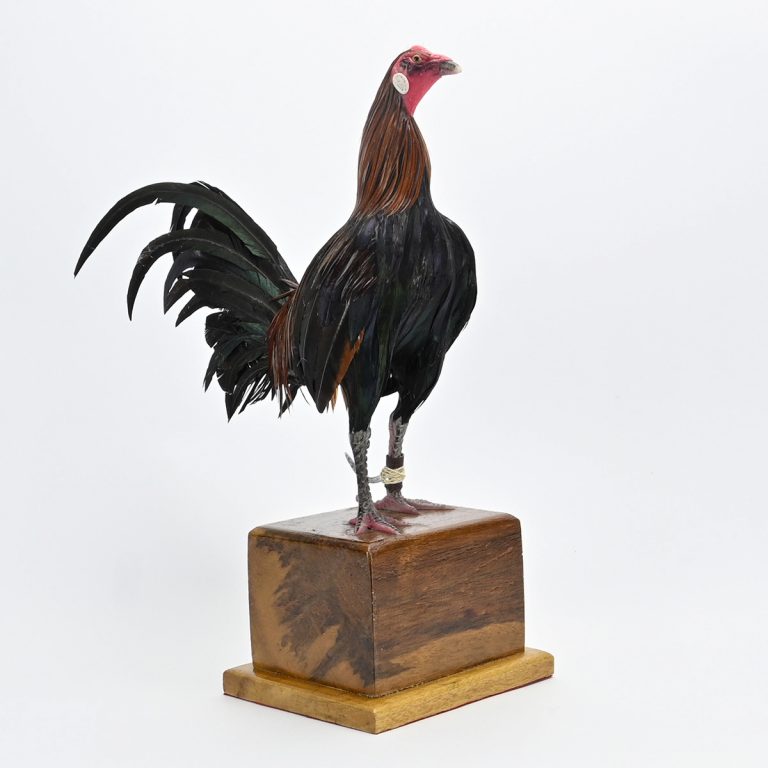 Gallo en miniatura (Navajero aji seco panca parchon cara manchada ...